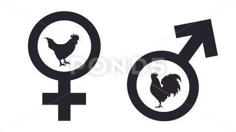 Symbol of male and female gender of animal. Black icon of hen and ...