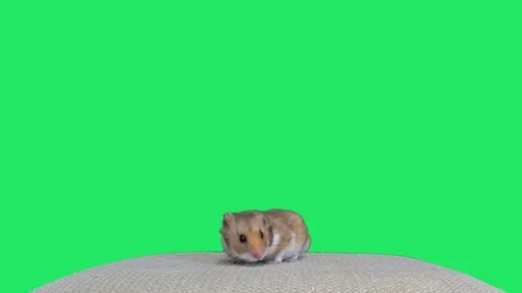 Hamster Greenscreen Stock Footage ~ Royalty Free Stock Videos | Pond5