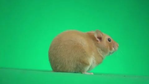 Hamster Greenscreen Stock Footage ~ Royalty Free Stock Videos | Pond5