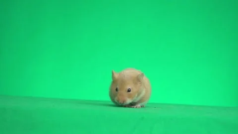 Hamster Greenscreen Stock Footage ~ Royalty Free Stock Videos | Pond5