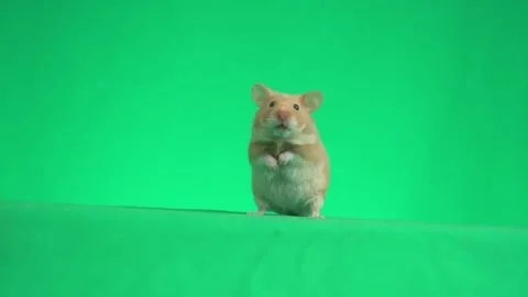 Hamster Stock Videos – Royalty-Free HD & 4K Videos