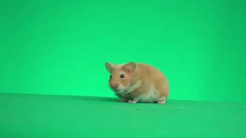 Hamster Greenscreen Stock Footage ~ Royalty Free Stock Videos | Pond5