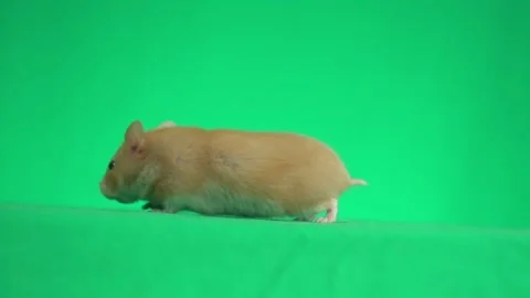 Hamster Screen Green Stock Footage ~ Royalty Free Stock Videos | Pond5