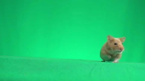 Hamster Greenscreen Stock Footage ~ Royalty Free Stock Videos | Pond5