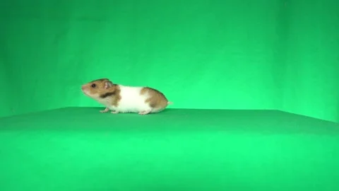 Hamster Greenscreen Stock Footage ~ Royalty Free Stock Videos | Pond5