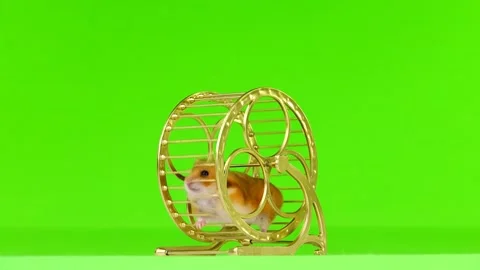Hamster Greenscreen Stock Footage ~ Royalty Free Stock Videos | Pond5