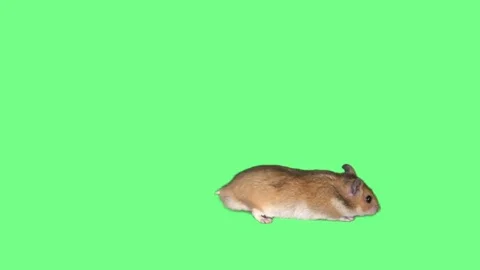 Hamster Greenscreen Stock Footage ~ Royalty Free Stock Videos | Pond5