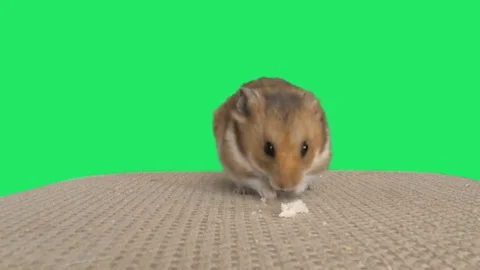 Syrian hamster washes on green screen | Stock Video | Pond5