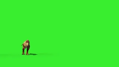 T Rex Green Screen Stock Footage ~ Royalty Free Stock Videos | Pond5