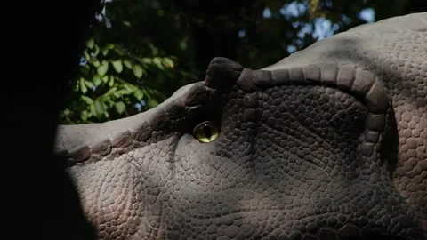 T-Rex Tyrannosaurus Rex Realistic Eye Cl... | Stock Video | Pond5