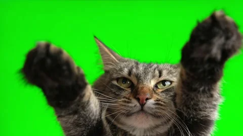 Tabby angry cat on green screen isolated... | Stock Video | Pond5