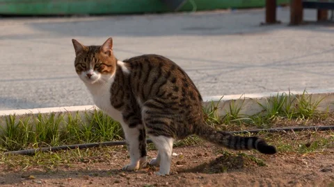 Tabby cat defecating and burying its poo... | Stock Video | Pond5