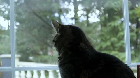Cats Watching Out Of Window Stock Video Footage | Royalty Free Cats ...