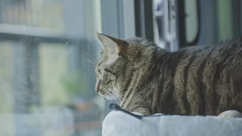 Tabby Cat Looking Through The Glass Wind... | Stock Video | Pond5