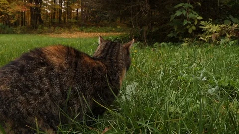 Cat A Walking A Walking From Stock Video Footage | Royalty Free Cat A ...