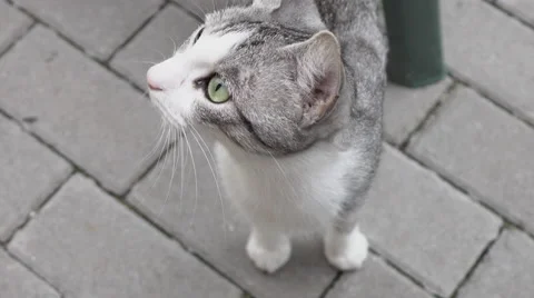 Tabby grey cat with white spots and gre... | Stock Video | Pond5