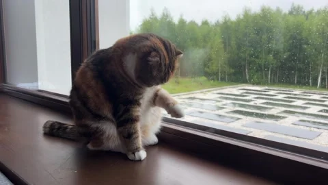 Tabby multicolor scottish fold years cat... | Stock Video | Pond5