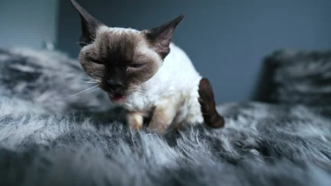 Tabby pointed Devon Rex cat licking and ... | Stock Video | Pond5