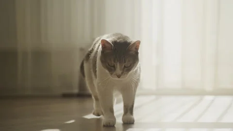 Tabby Stray Cat Getting Up and Walking A... | Stock Video | Pond5