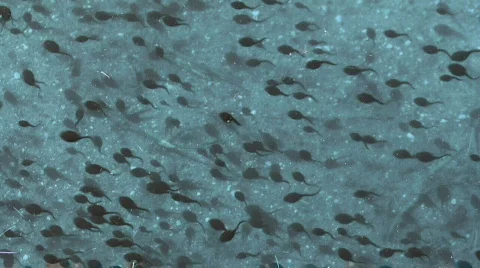 Tadpoles Stock Footage ~ Royalty Free Stock Videos | Pond5