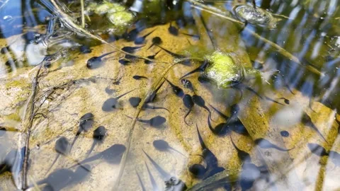 Tadpole, pollywog is larval stage in lif... | Stock Video | Pond5