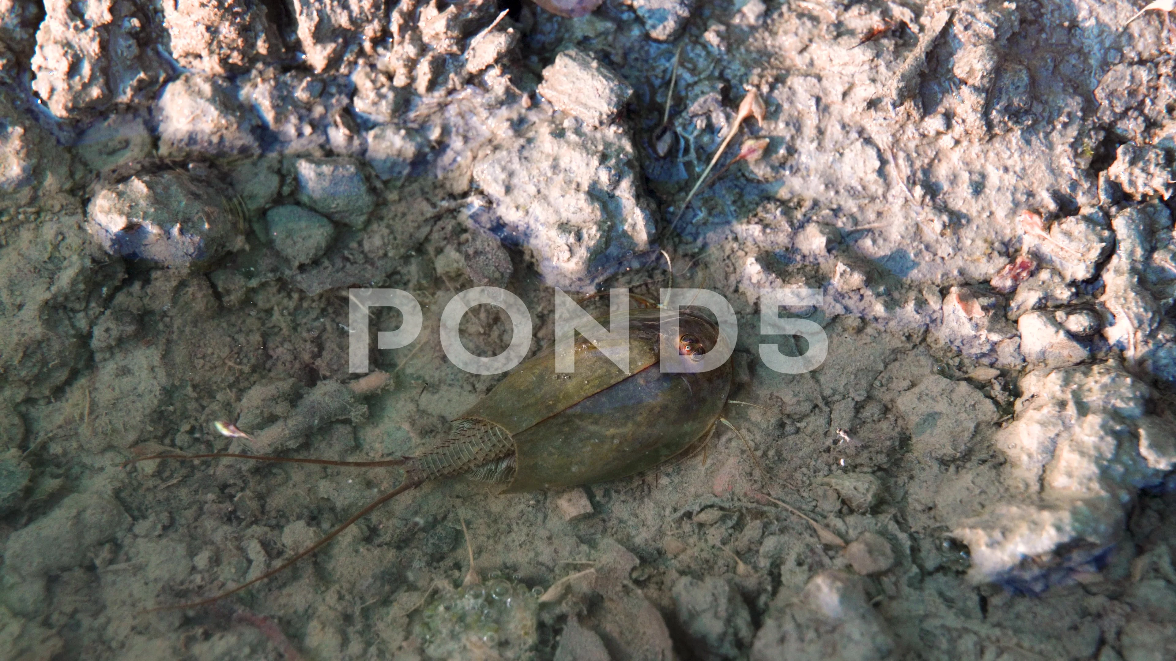 Tadpole Shrimp