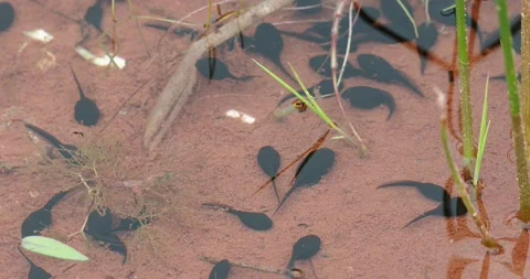 Tadpoles of the Common Frog in a pool at... | Stock Video | Pond5