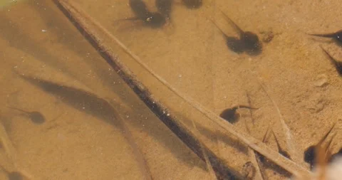 Tadpoles Larval Stage of Anura Anura in ... | Stock Video | Pond5