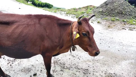 Tagged A2 Indian Cow in Tea plantations ... | Stock Video | Pond5