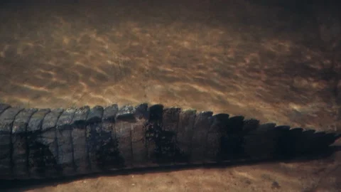 Aligator Stock Footage ~ Royalty Free Stock Videos | Pond5