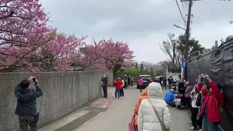 Cherry Blossoms Drawings Stock Videos – Royalty-Free HD & 4K Videos