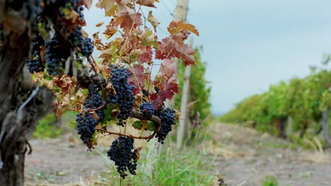 Details On Video Stock Videos – Royalty-Free HD & 4K Videos