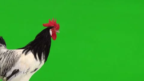 Rooster Green Screen Stock Footage ~ Royalty Free Stock Videos | Pond5