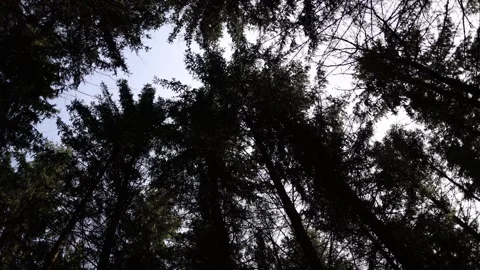 Evergreen Trees Images Stock Videos – Royalty-Free HD & 4K Videos | Pond5