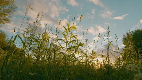 Edge From Summer Stock Videos – Royalty-Free HD & 4K Videos | Pond5