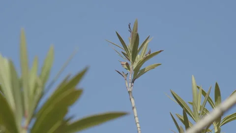 Tall Nerium oleander plant leaves and bl... | Stock Video | Pond5