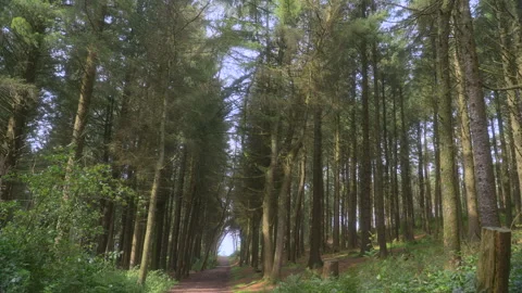 Tall pine trees forming tree tunnel with... | Stock Video | Pond5