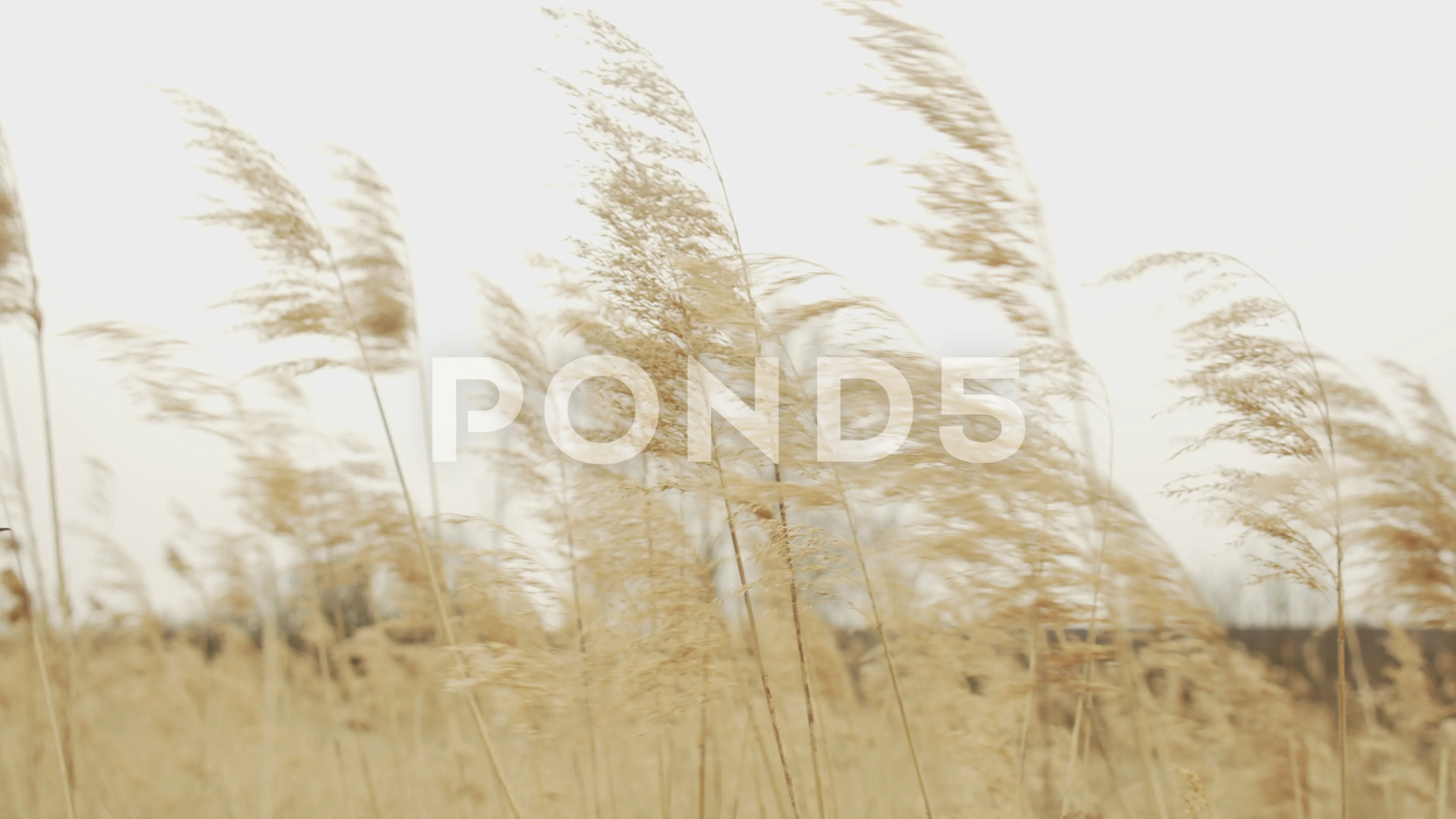 Tall plants of reed on the wind 4K video