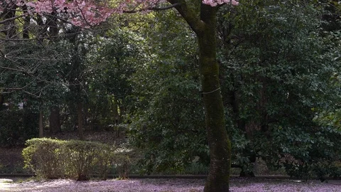 Tall Sakura Tree At The Park In Japan Wi... | Stock Video | Pond5