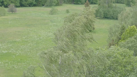 A tall tree in the forest waving on the ... | Stock Video | Pond5