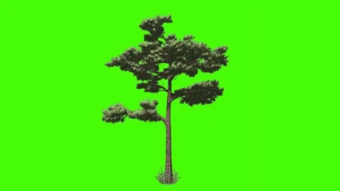 tall tree green screen render animation | Stock Video | Pond5