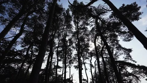 Tall tree silhouette moving background w... | Stock Video | Pond5
