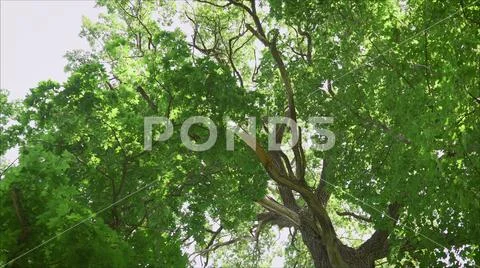 Tall trees isolated on white background. Old oak in the maple forest ...