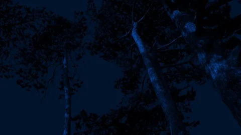 Wind Trees Night Stock Footage ~ Royalty Free Stock Videos | Pond5