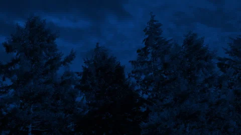 Wind From Trees Night Stock Footage ~ Royalty Free Stock Videos | Pond5