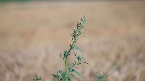 Tall weed blowing in the breeze with gol... | Stock Video | Pond5