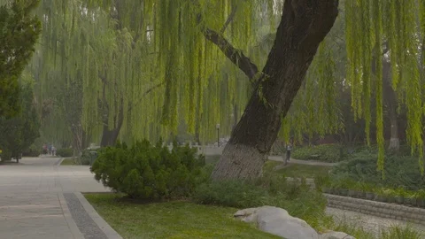 A tall willow tree in Beijing Changpu Ri... | Stock Video | Pond5