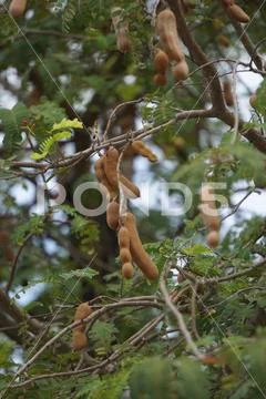 Tamarind (Also called Tamarindus indica, asam) fruit on the tree ...