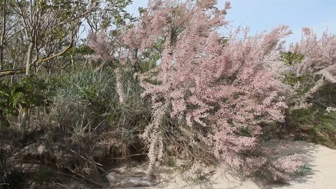 Tamarisk Stock Videos – Royalty-Free HD & 4K Videos