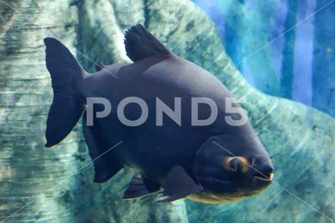 Tambaqui fish, Colossoma macropomum, also known as giant pacu. close ...